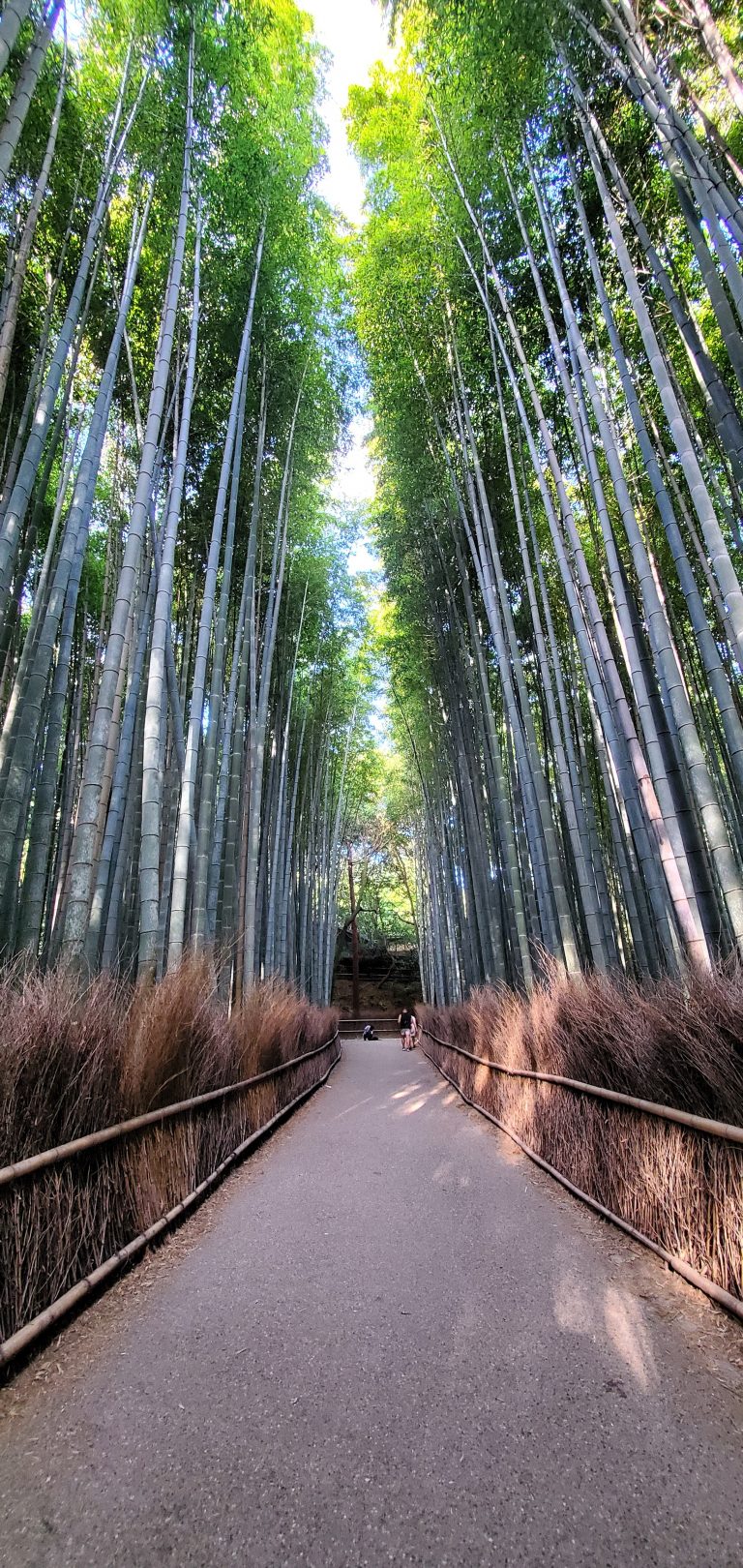 El bosque de bambú de ARASHIYAMA; la área verde más famosa de Kyoto.